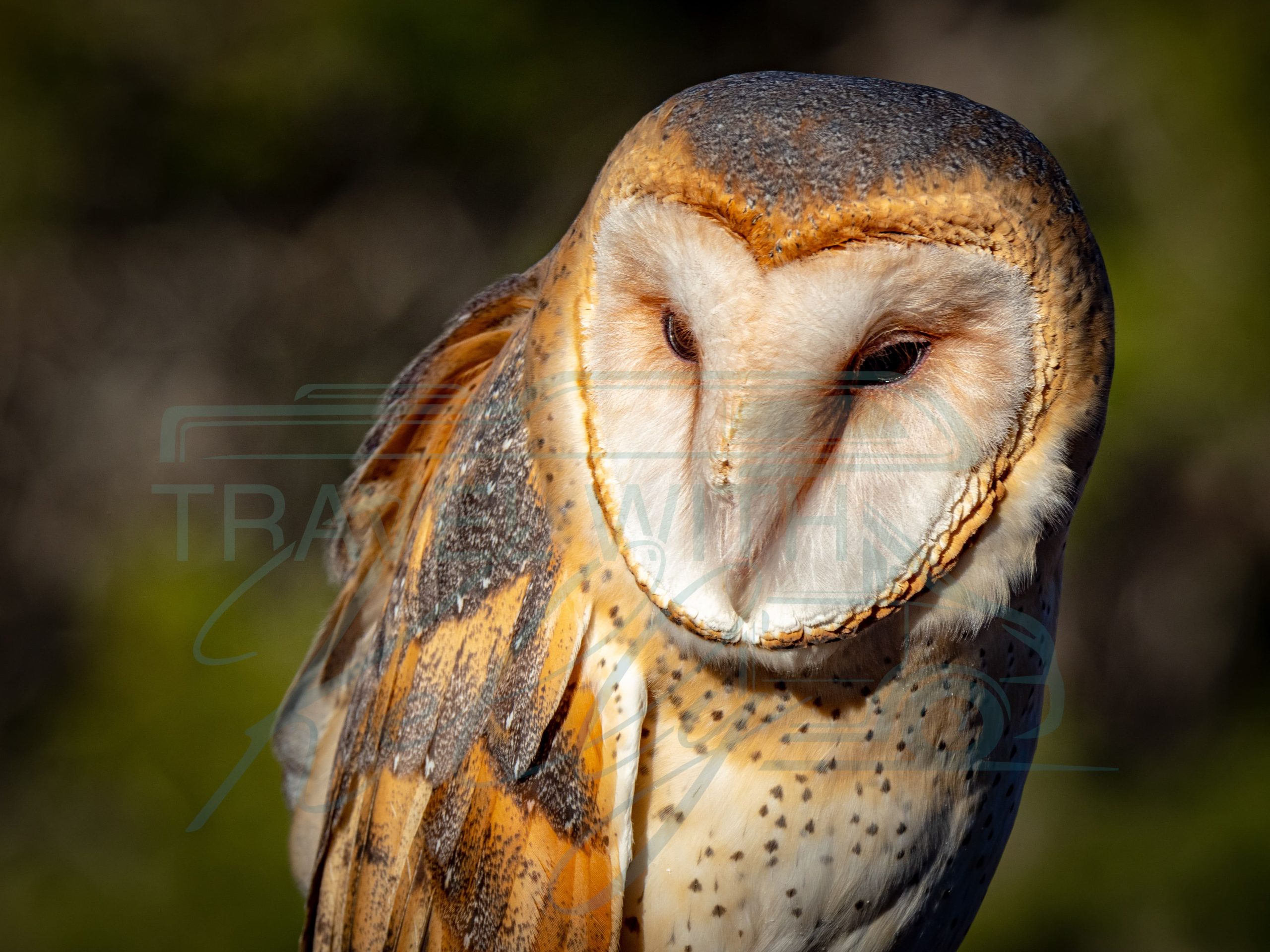 Barn Owl - Travel with Kelly
